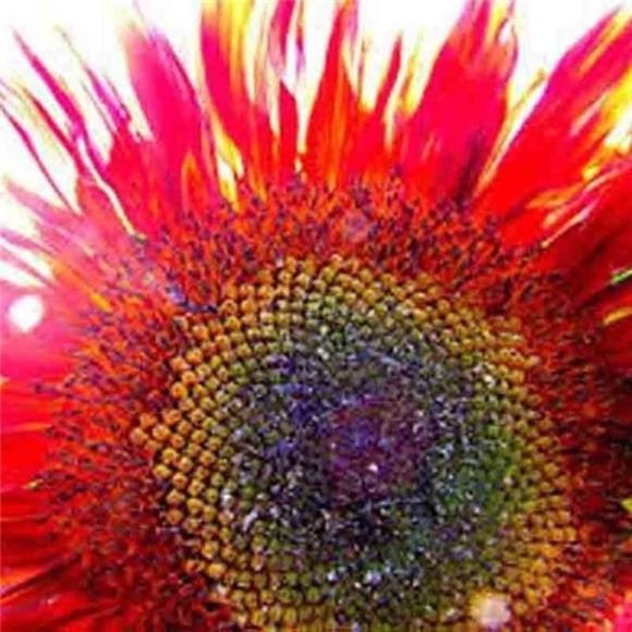 Other | 5 Red Sun Rare Sunflower Seeds Flowers Beautiful Tall Cut ...